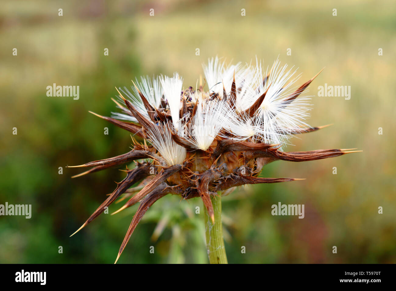 dry milk thistle with seeds Stock Photo - Alamy