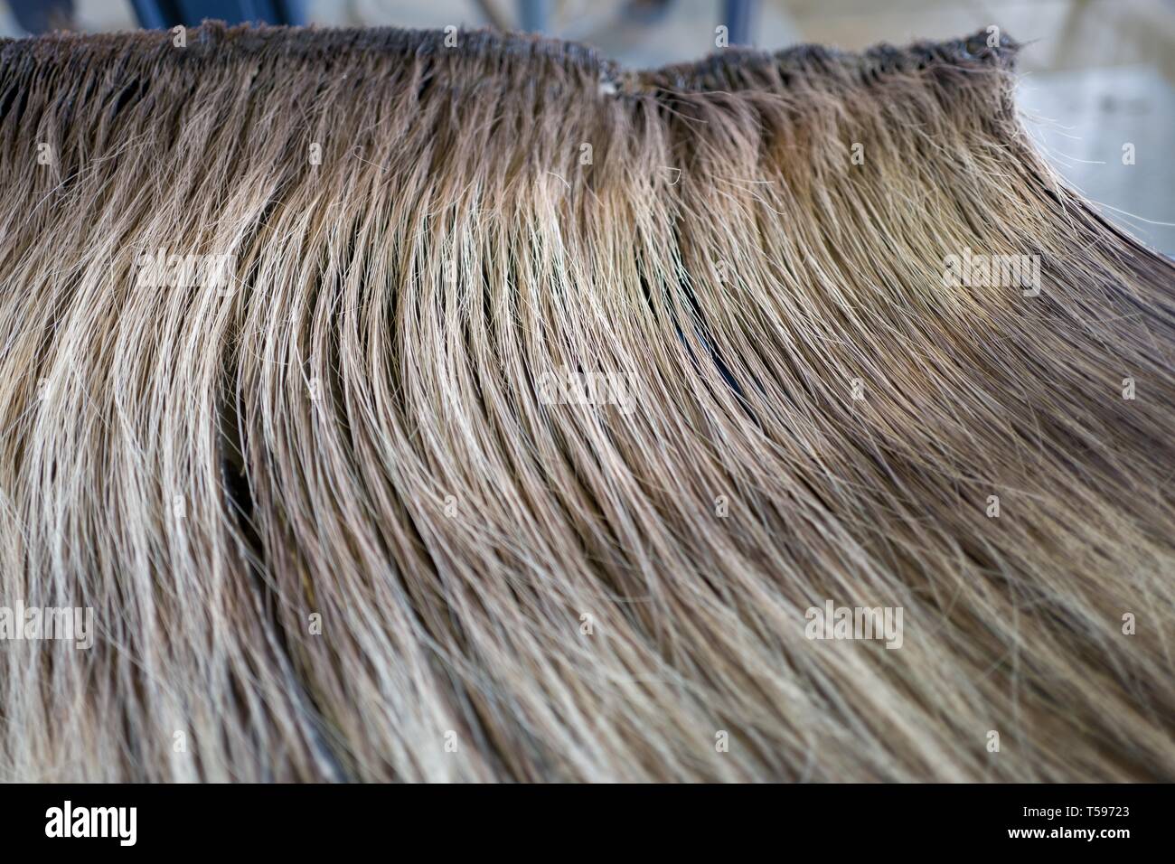 Close-up of whale baleen, used by whales to filter plankton and other ...