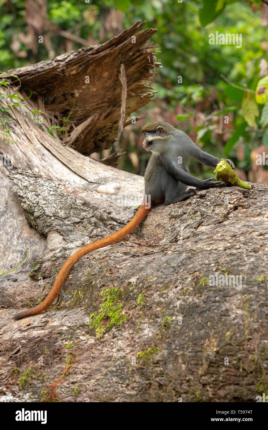Red-eared monkey Afi mountain Nigeria Stock Photo - Alamy