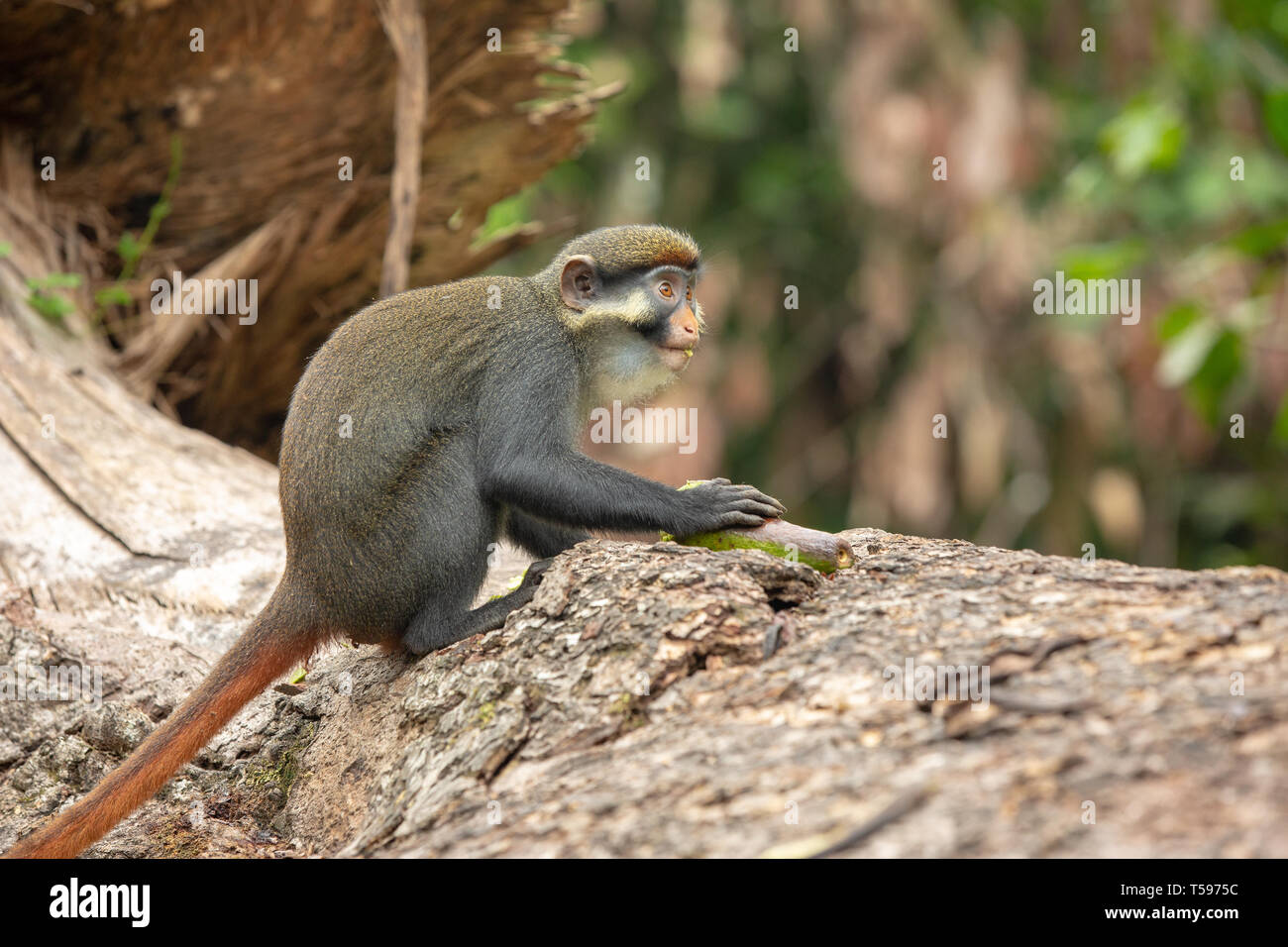 Red eared monkey hi-res stock photography and images - Alamy