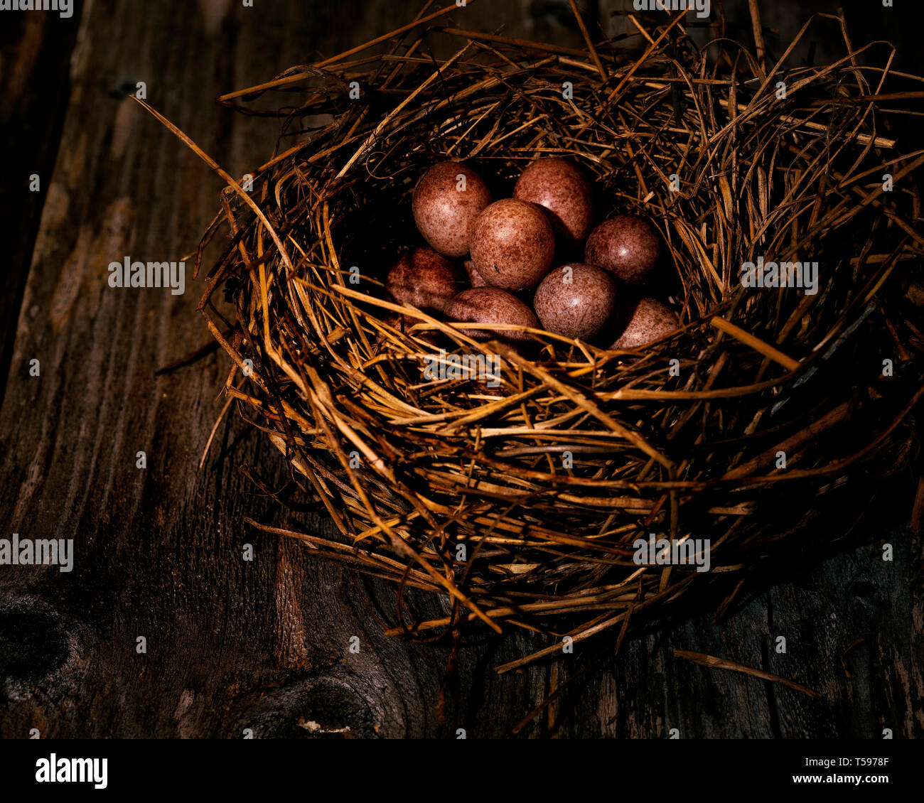 Avian life cycle hi-res stock photography and images - Alamy