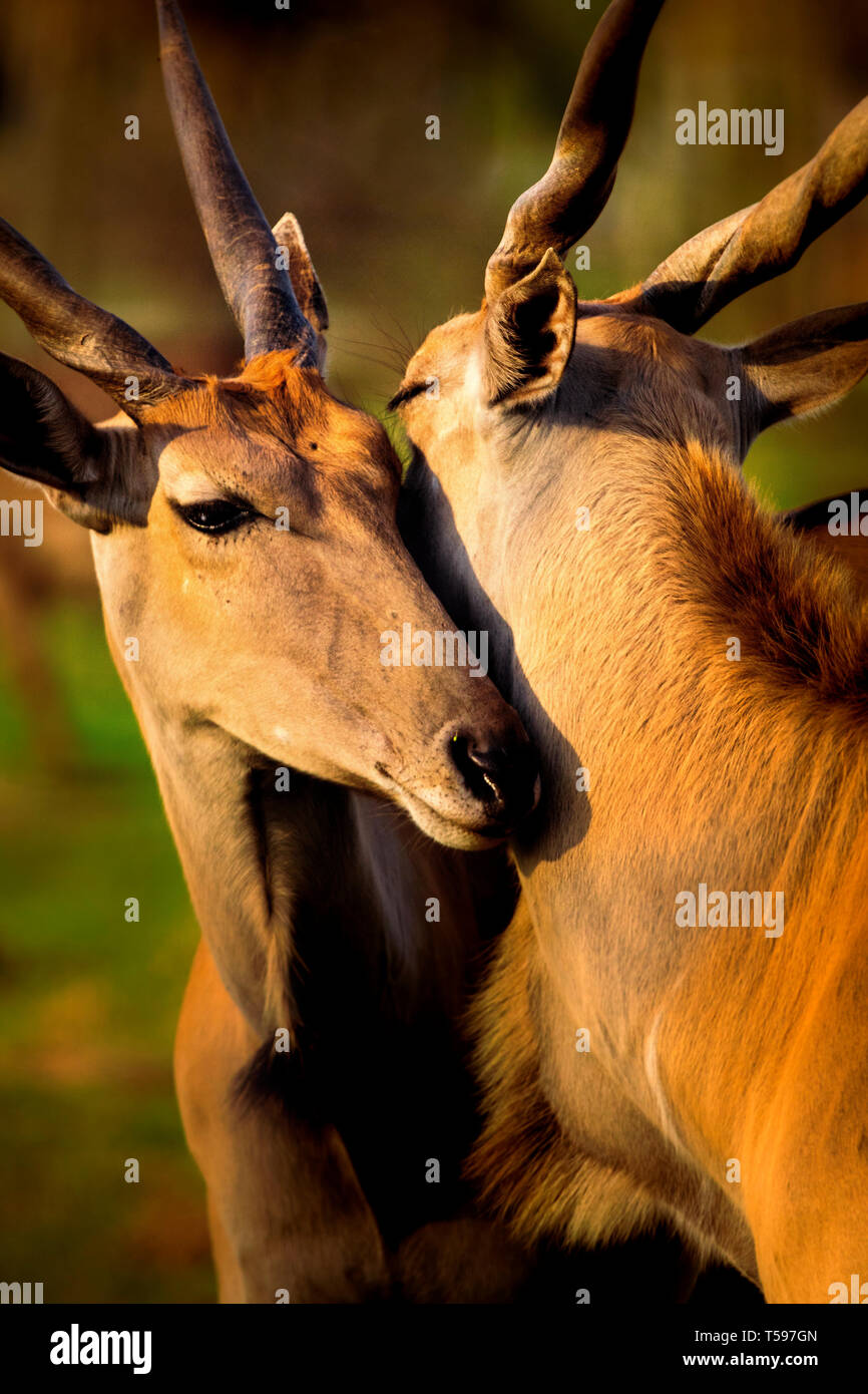 Pair of graceful antelopes hi-res stock photography and images - Alamy
