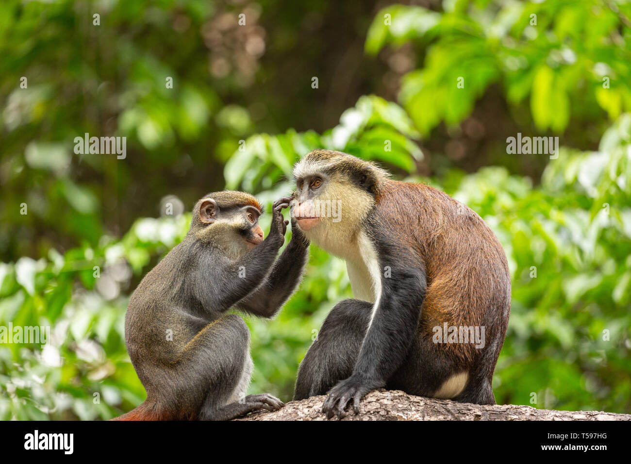 Red eared guenon hi-res stock photography and images - Alamy