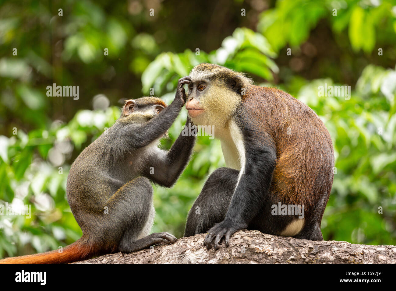 Red eared monkey grooming a mona monkey Afi mountain Nigeria Stock ...
