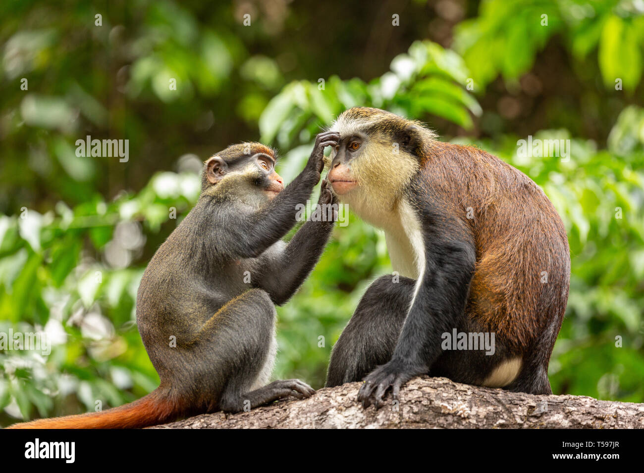 Red eared monkey grooming a mona monkey Afi mountain Nigeria Stock ...