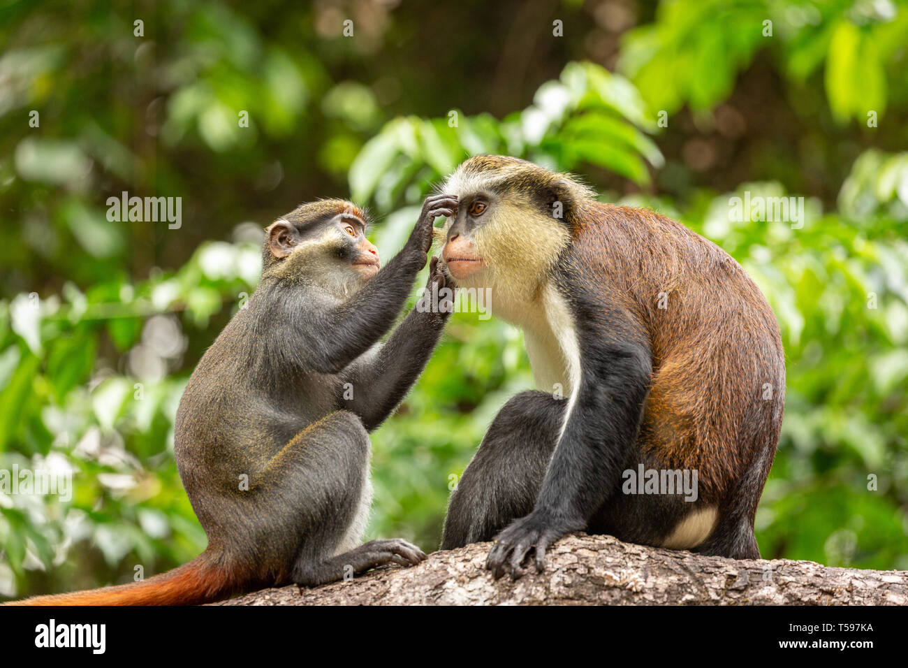 Red eared monkey hi-res stock photography and images - Alamy