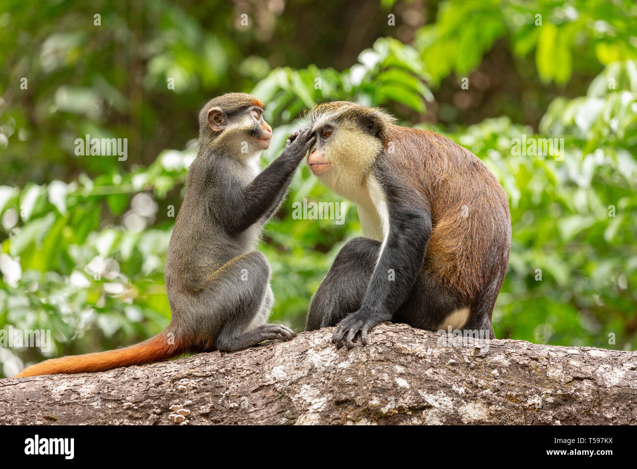 Red eared guenon hi-res stock photography and images - Alamy
