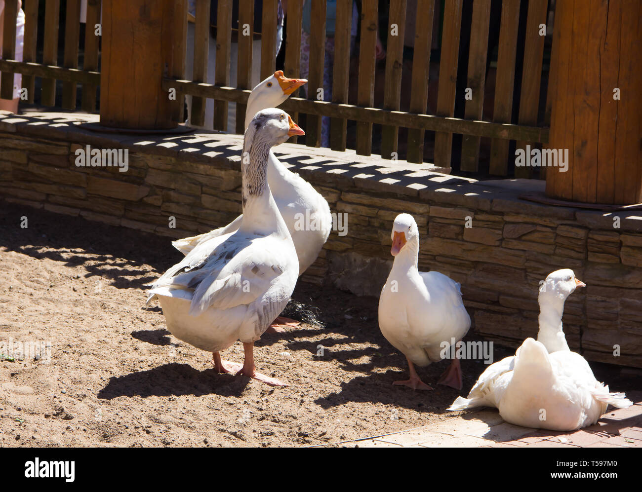 White goose in the zoo. Livestock in the zoo. Big bird Bird in ...