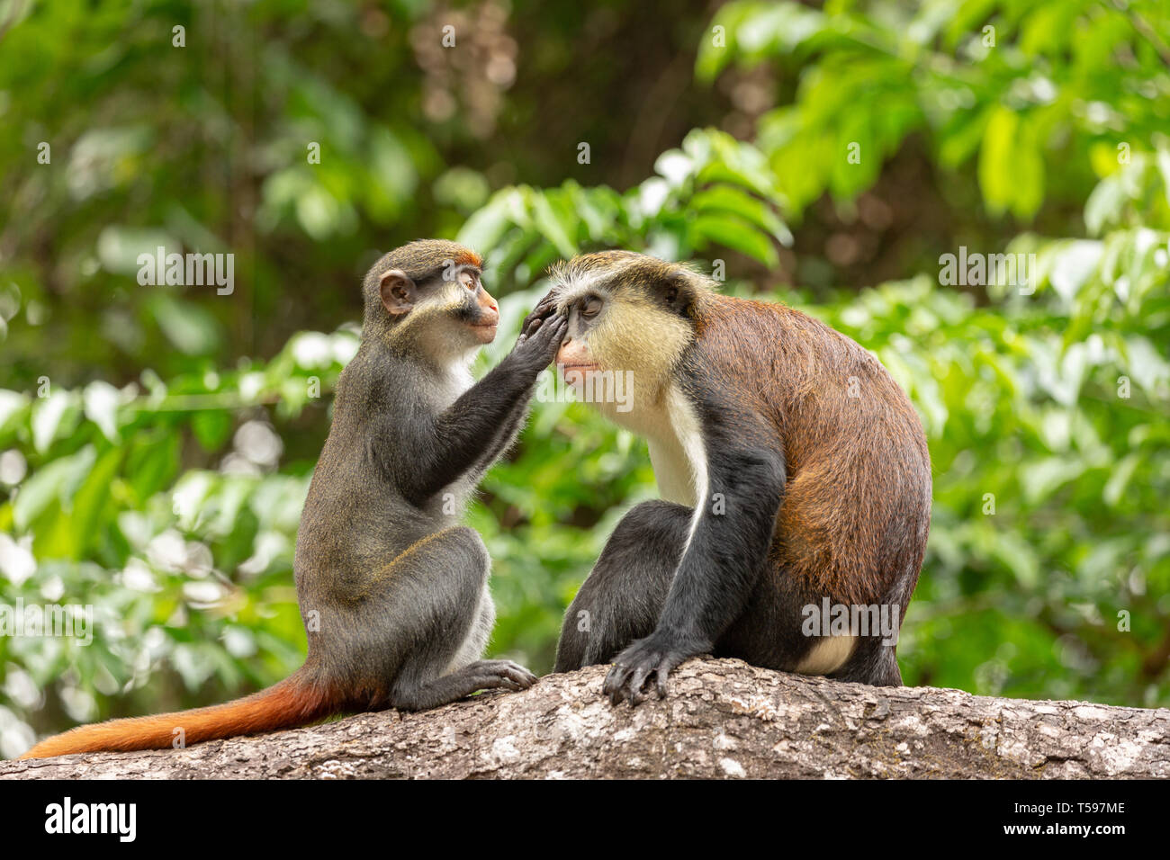Red eared guenon hi-res stock photography and images - Alamy