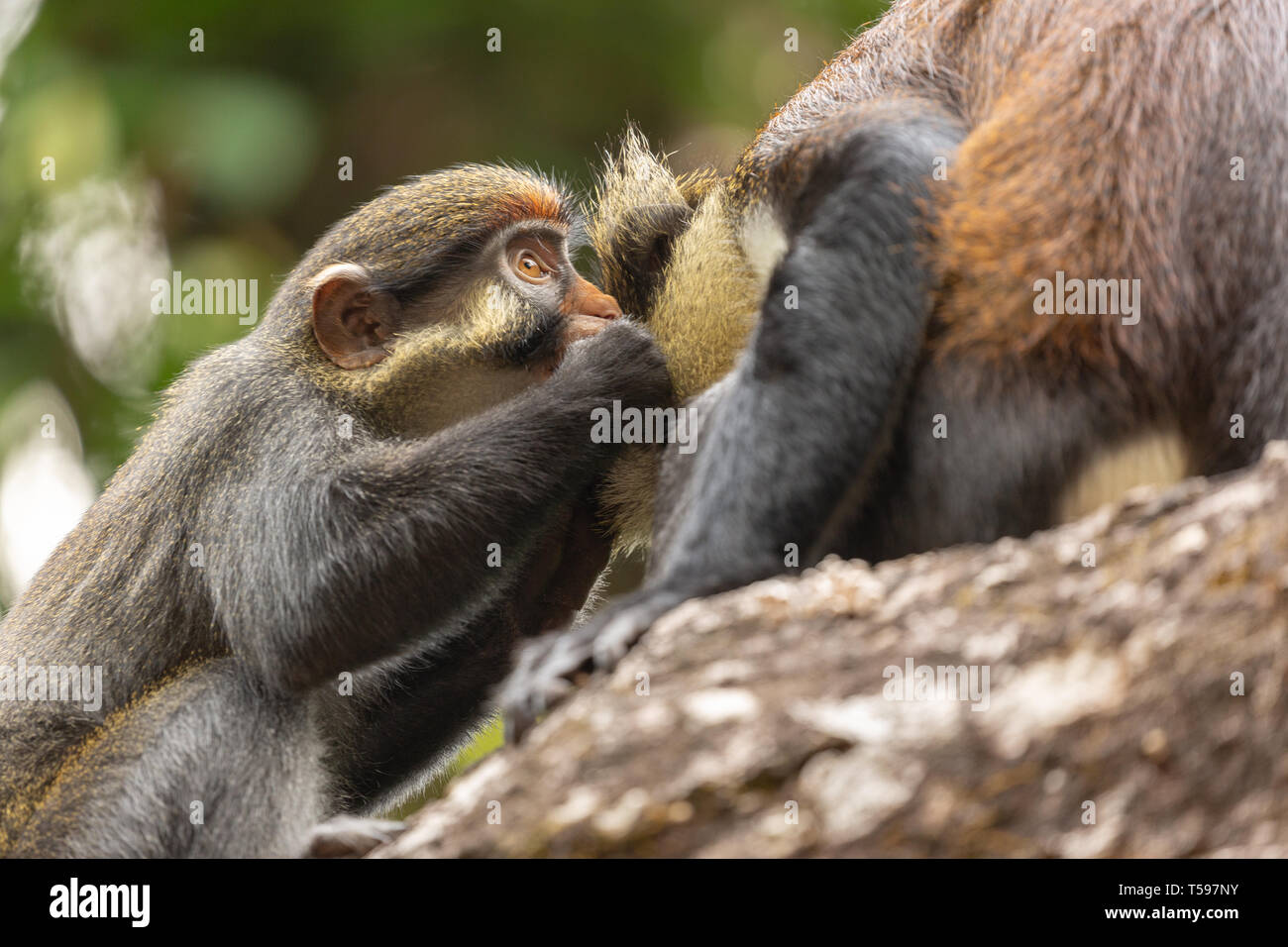 Red eared monkey grooming a mona monkey Afi mountain Nigeria Stock ...