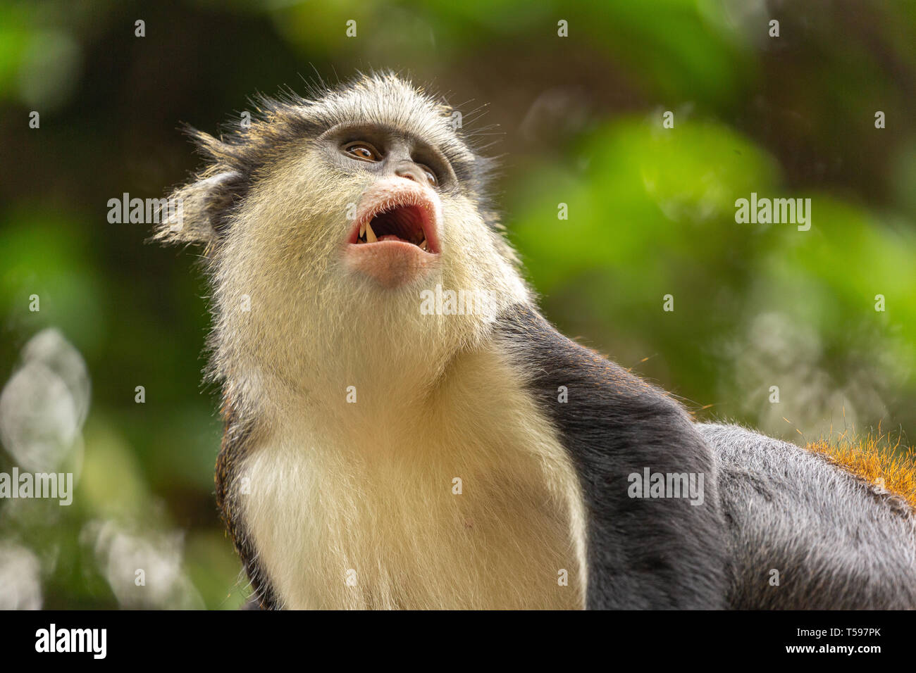 Afi mountain wildlife hi-res stock photography and images - Alamy