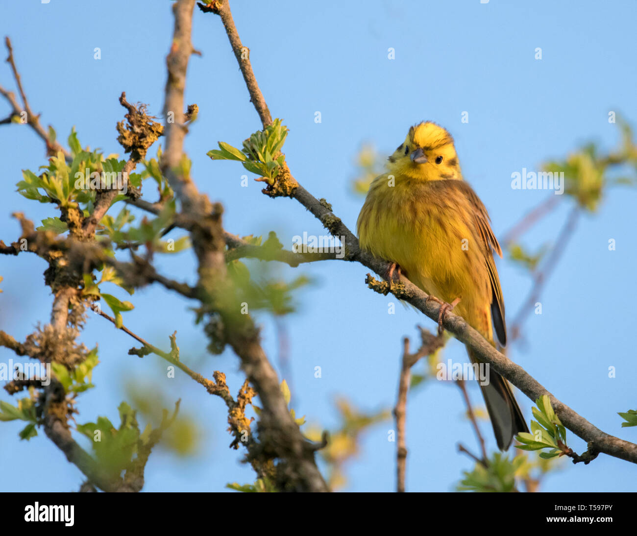 Yellow hammer bird hi-res stock photography and images - Alamy