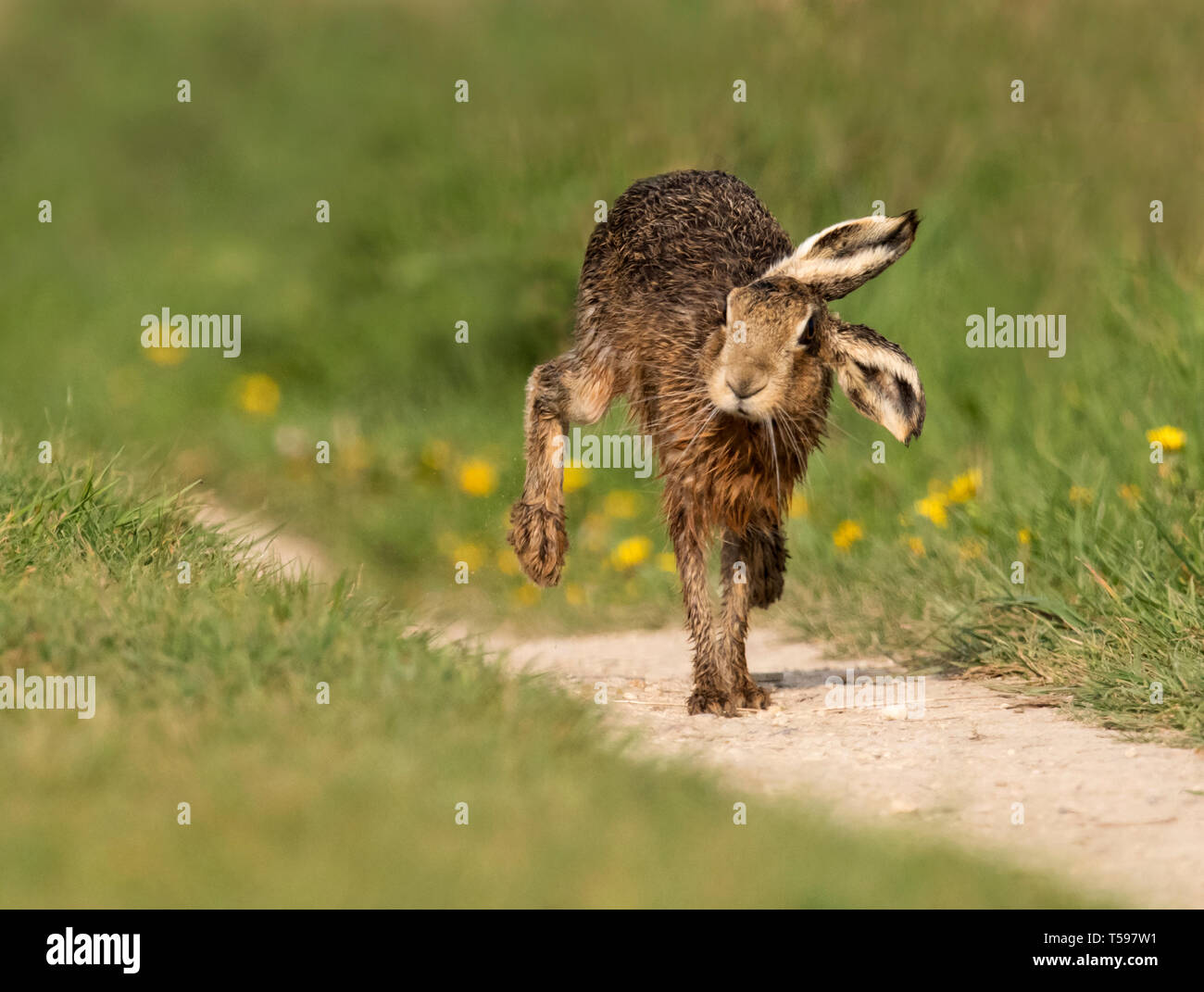 Hare running fast hi-res stock photography and images - Alamy