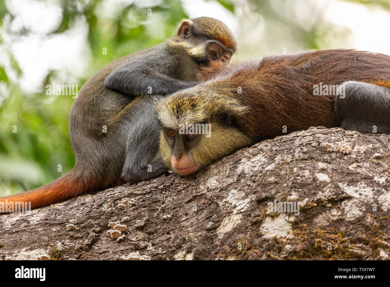 Red eared monkey grooming a mona monkey Afi mountain Nigeria Stock ...