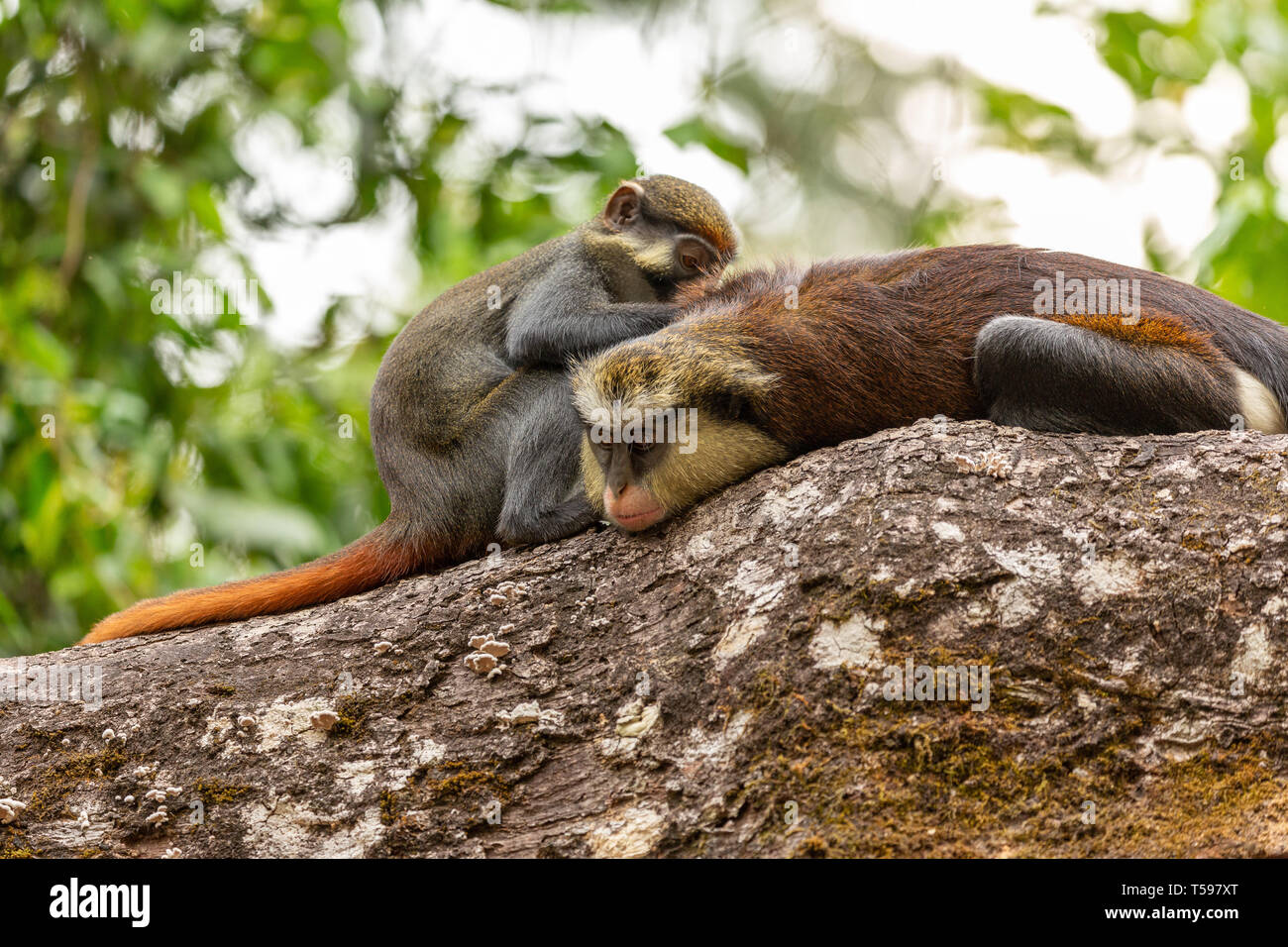 Red eared monkey hi-res stock photography and images - Alamy