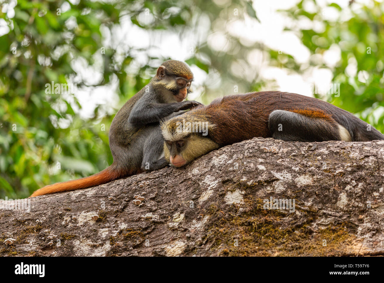 Red eared guenon hi-res stock photography and images - Alamy