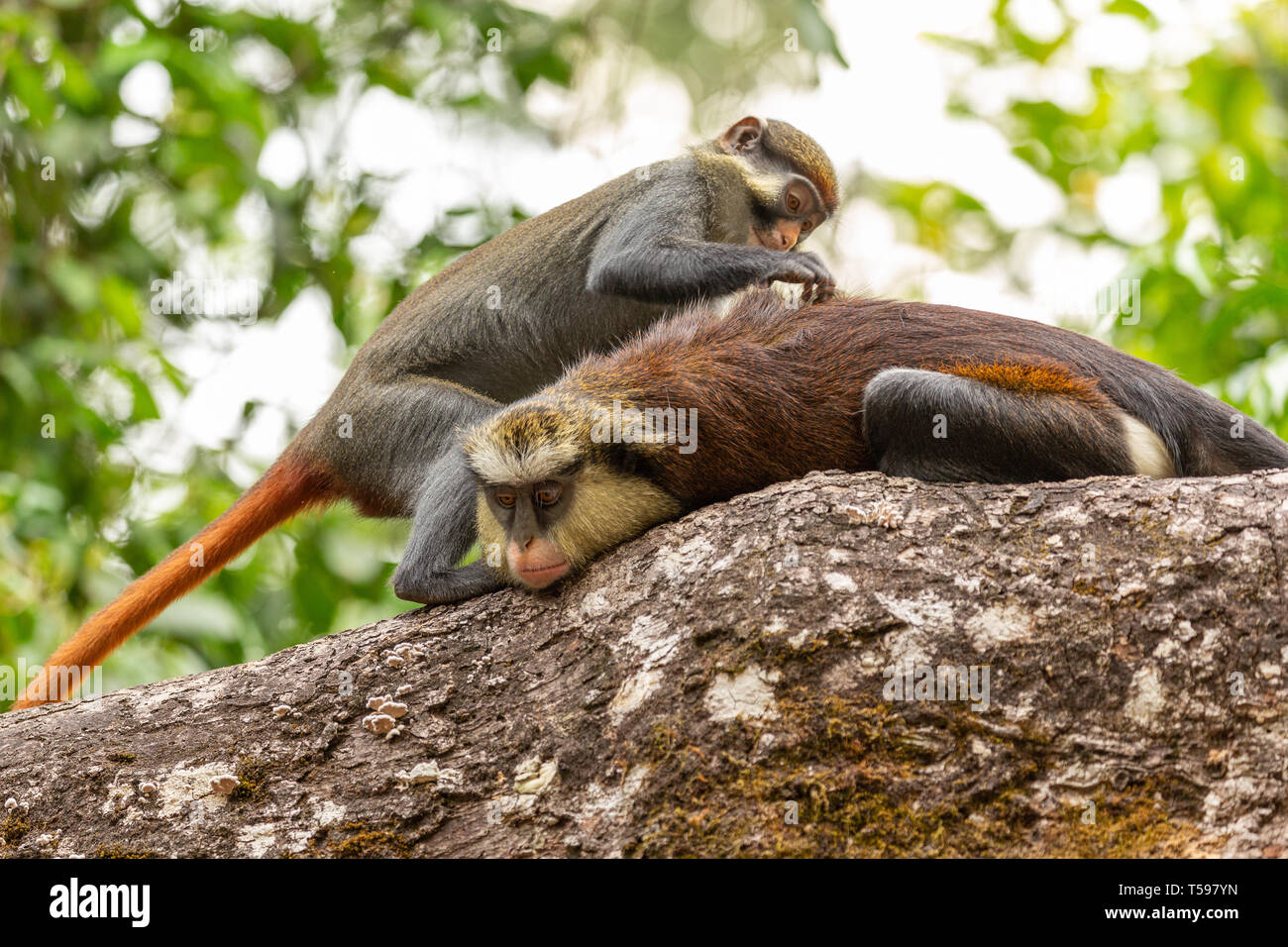 Red eared guenon hi-res stock photography and images - Alamy