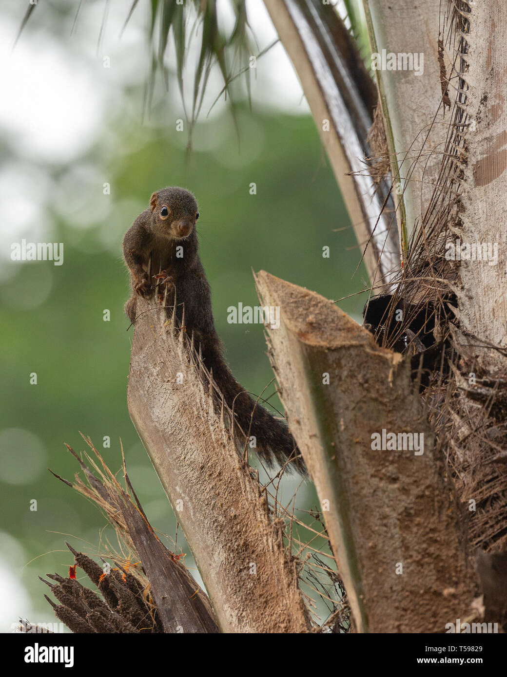 African ground squirrel in the jungle of south Nigeria Stock Photo - Alamy