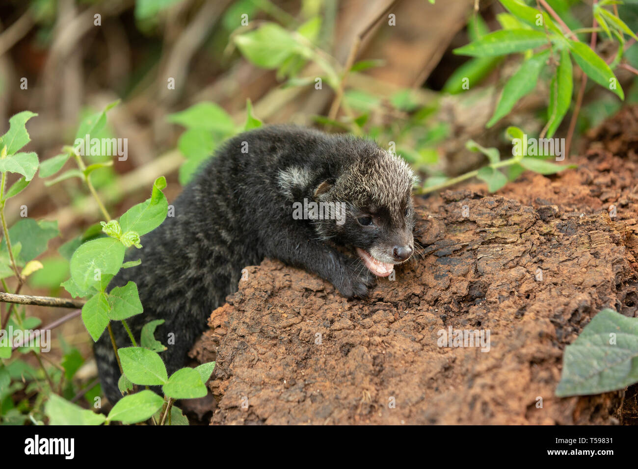 African Civet Cat Baby