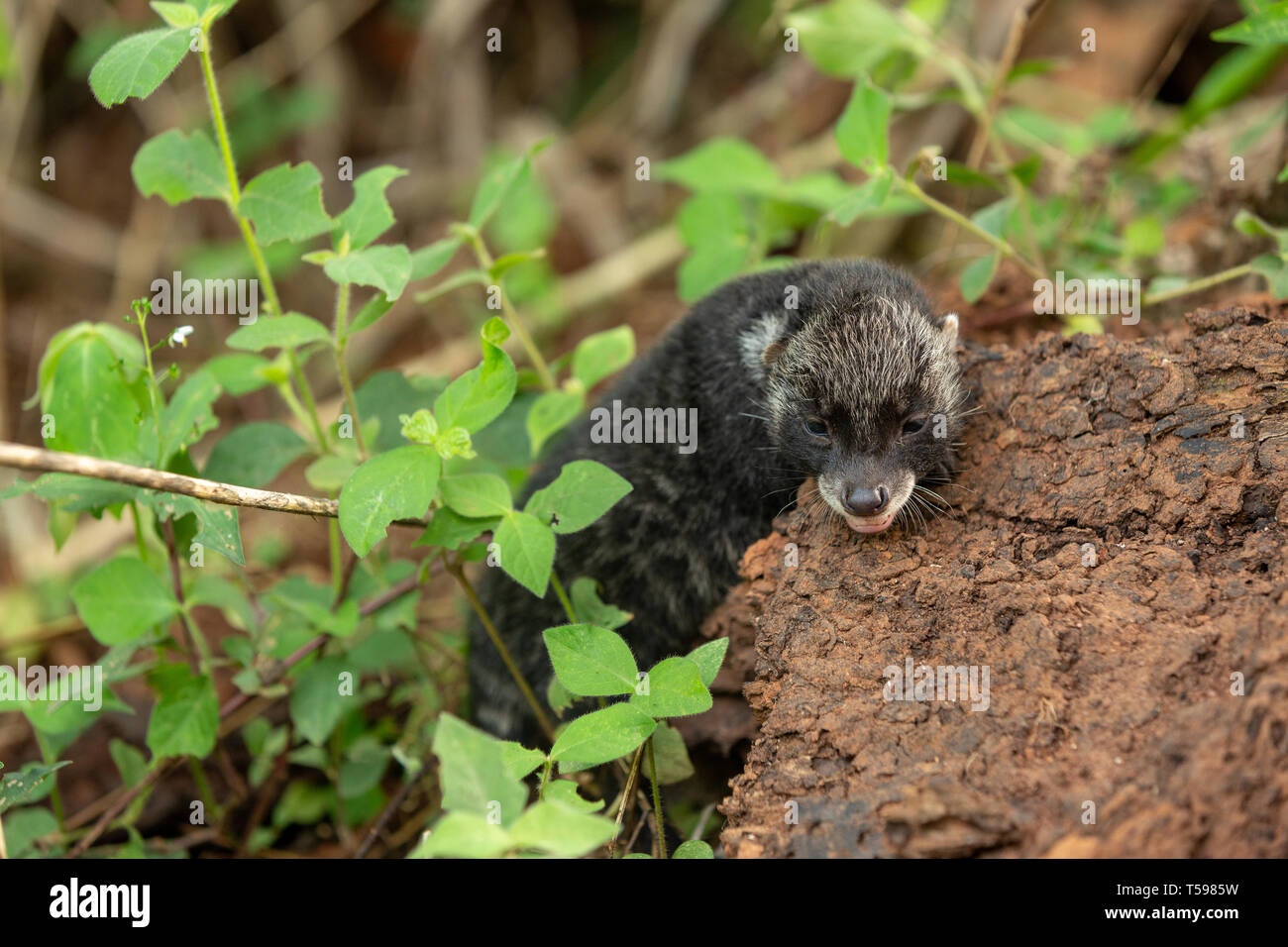 African civet cub calling for its parent Stock Photo - Alamy