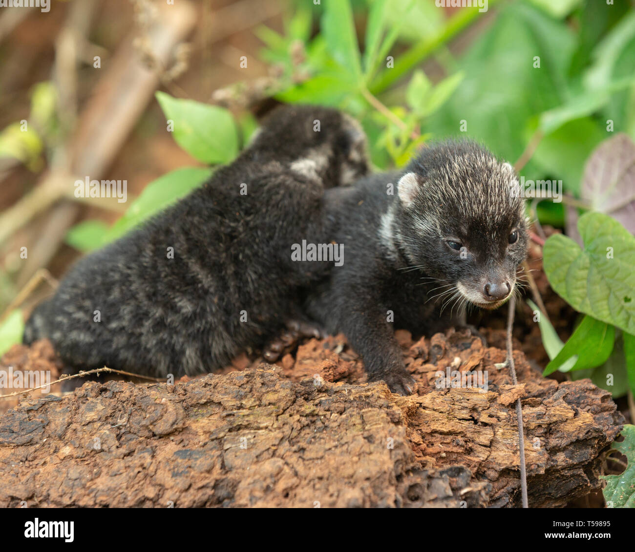 African civet hi-res stock photography and images - Alamy