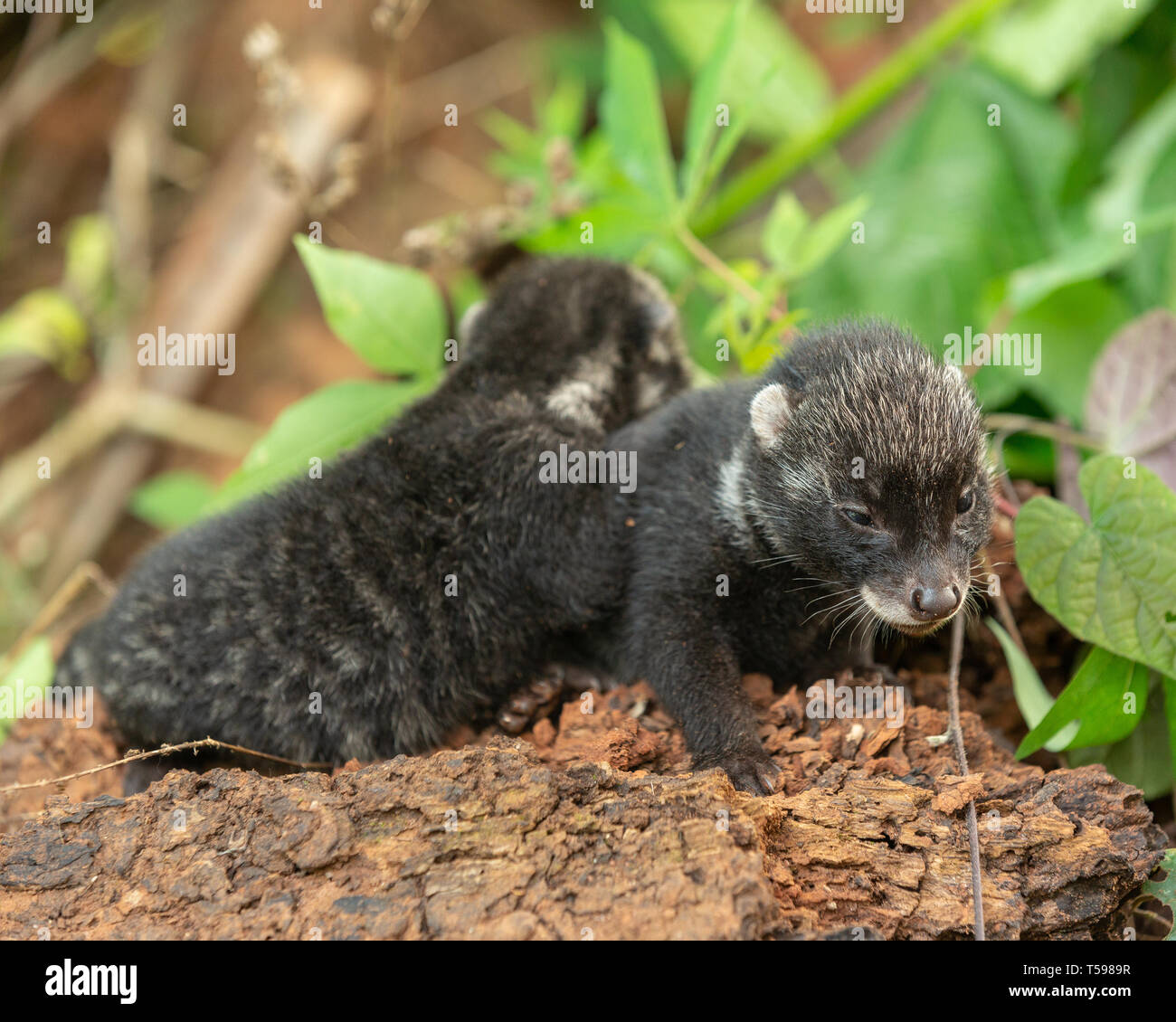 Civet like animal hi-res stock photography and images - Alamy