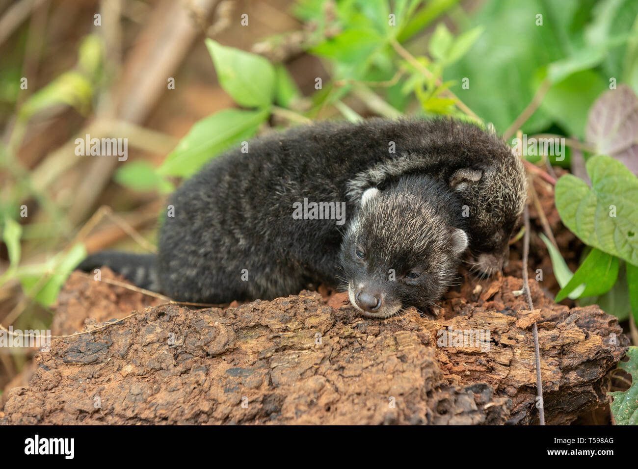 African civet cubs sleeping with each other Stock Photo - Alamy