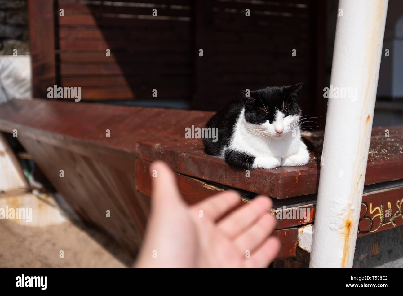 Cats lying in desk hi-res stock photography and images - Alamy