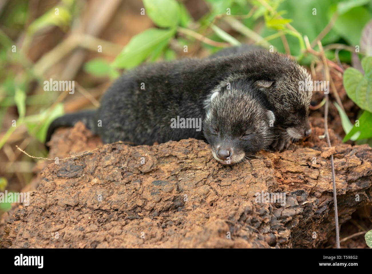 Sleeping cubs hi-res stock photography and images - Alamy