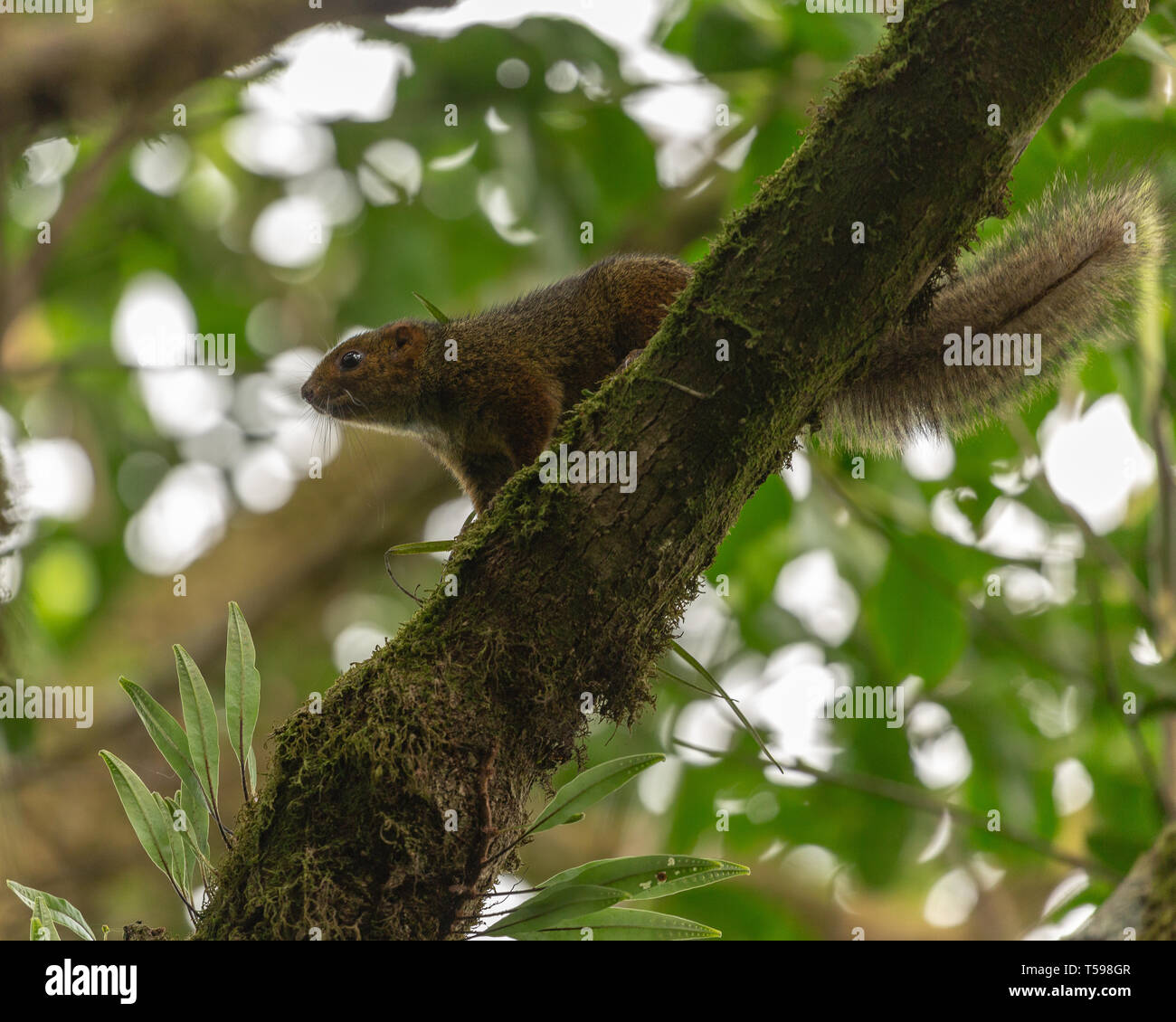 African ground squirrel in the jungle of south Nigeria Stock Photo - Alamy