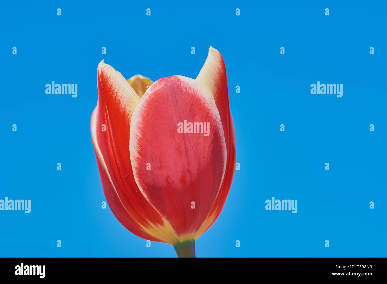Head inside flower hi-res stock photography and images - Alamy