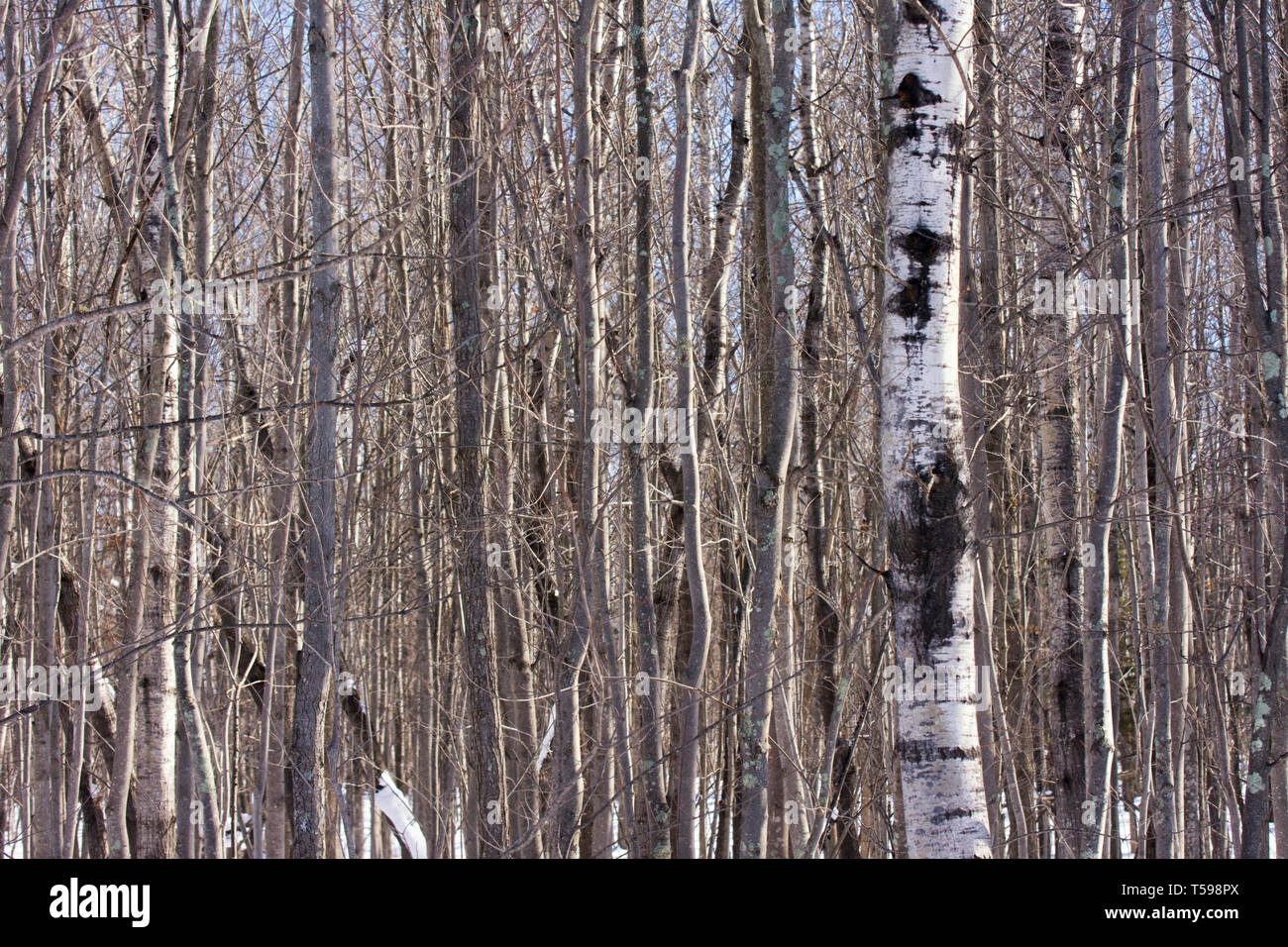 Dense Stand Of Large Trees High Resolution Stock Photography and Images ...