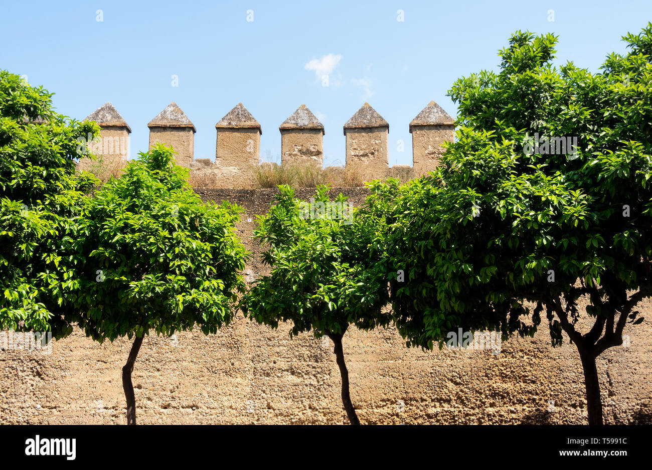 Seville orange trees hi-res stock photography and images - Alamy