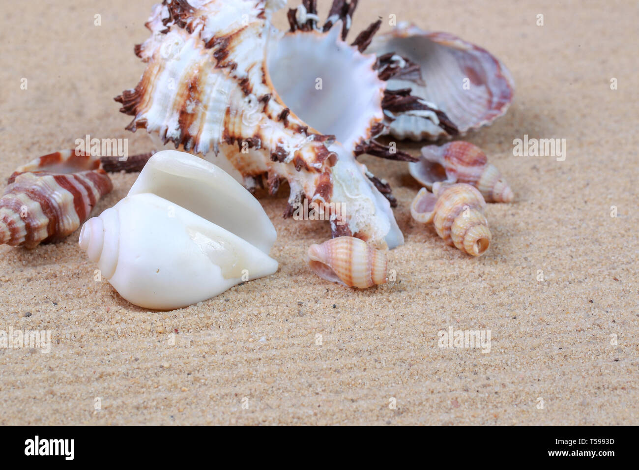 beautiful seashells and pebbles on the sand Stock Photo - Alamy