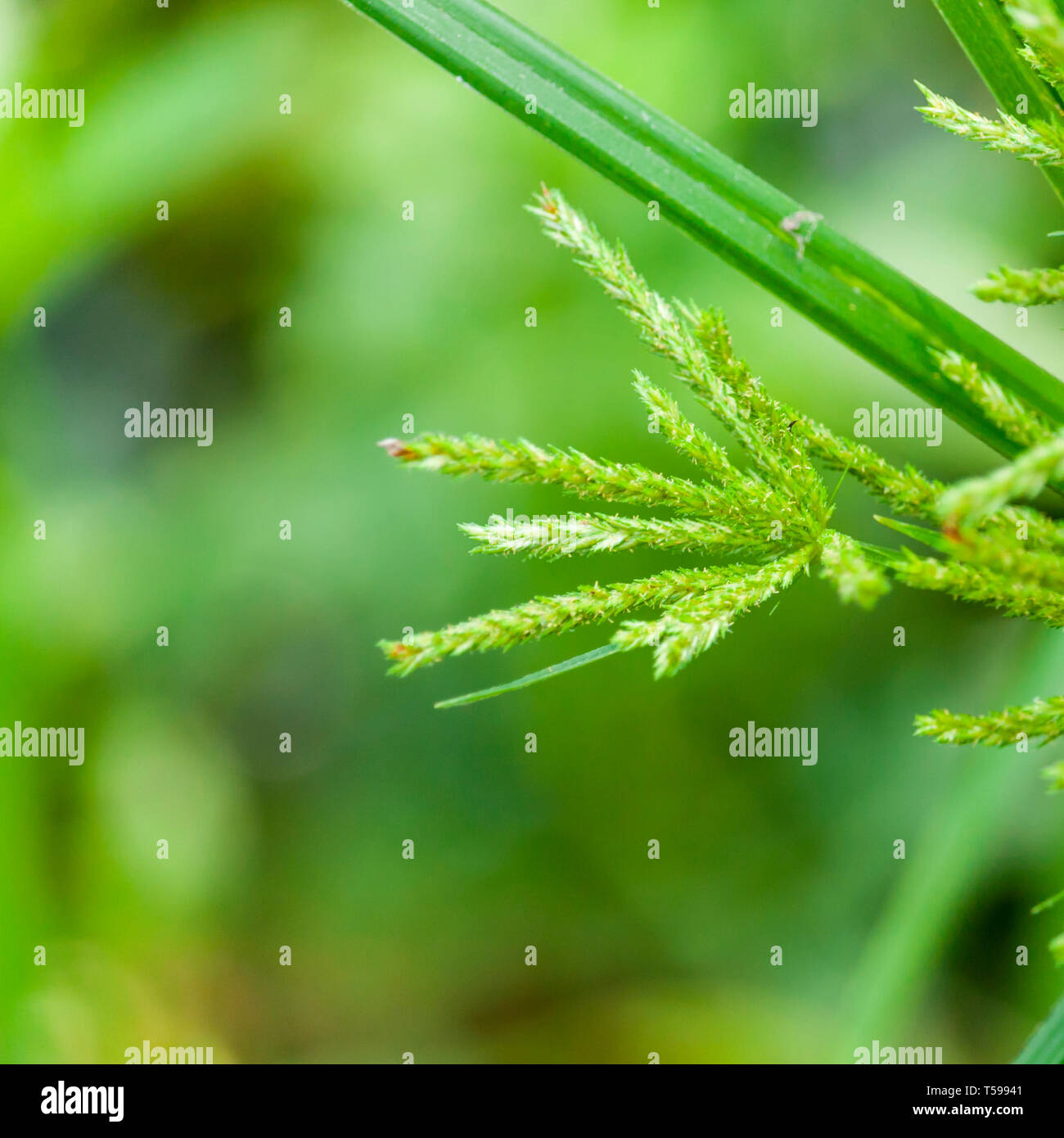 Green Grass Flower Stock Photo - Alamy