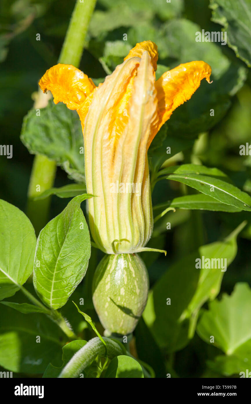 Blooming pumpkin flowers hi-res stock photography and images - Alamy