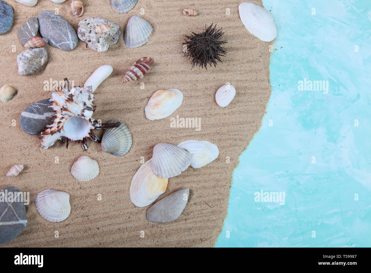 beautiful seashells and pebbles on the sand Stock Photo - Alamy