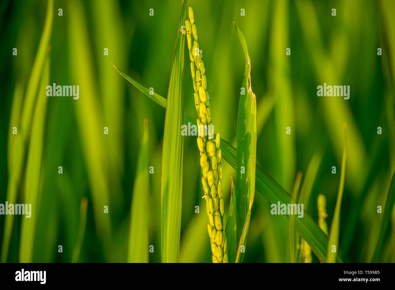 Ripe paddy field hi-res stock photography and images - Alamy