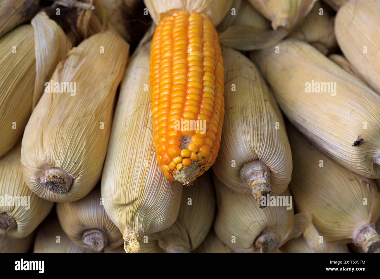 Maize products hi-res stock photography and images - Alamy
