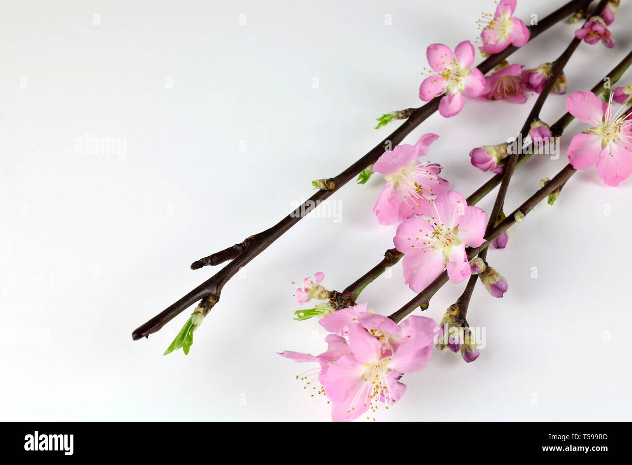 Cherry blossom branch isolated hi-res stock photography and images - Alamy
