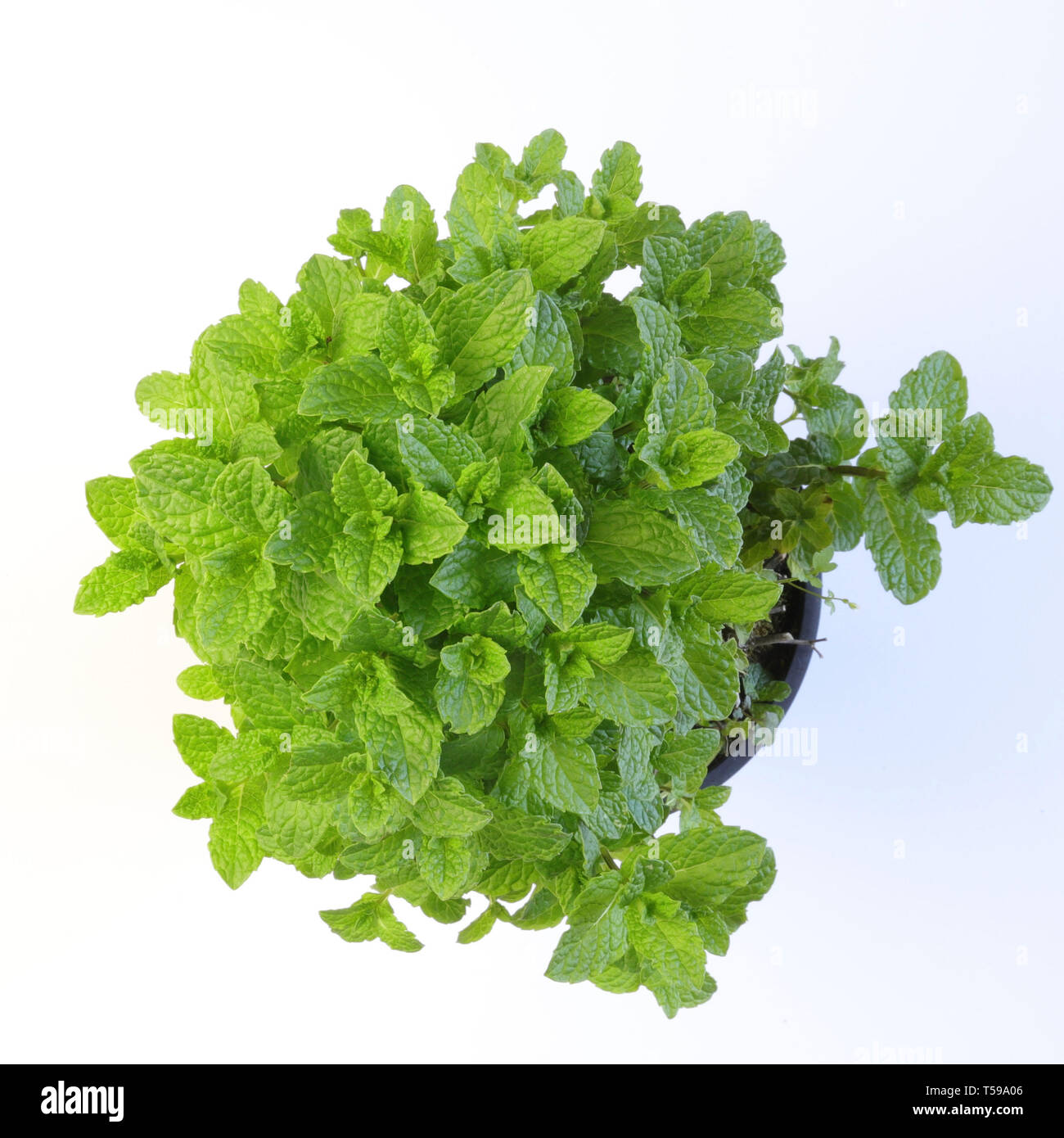 Fresh mint isolated on white background Stock Photo - Alamy
