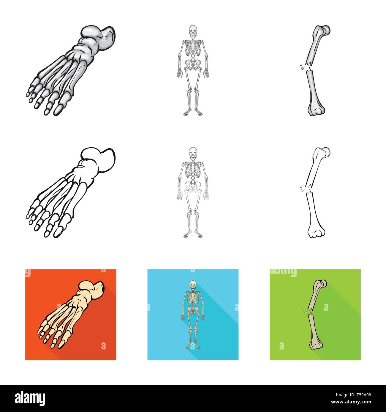 Lower Leg Ankle And Foot Musculoskeletal Key Lower Leg, Ankle, and Foot ...
