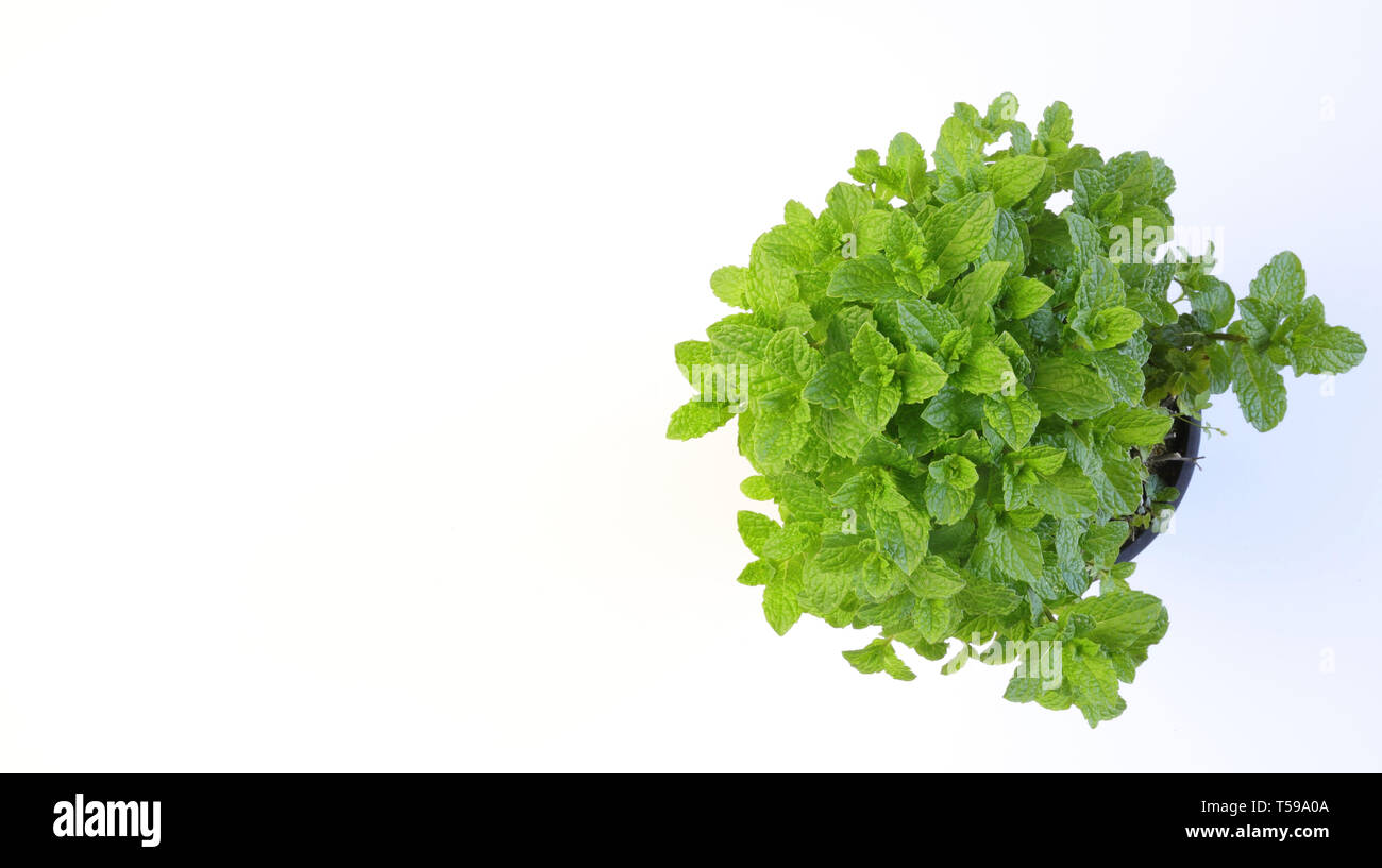 Fresh mint isolated on white background Stock Photo - Alamy