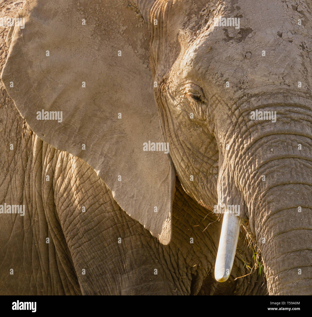 Tusk detail hi-res stock photography and images - Alamy