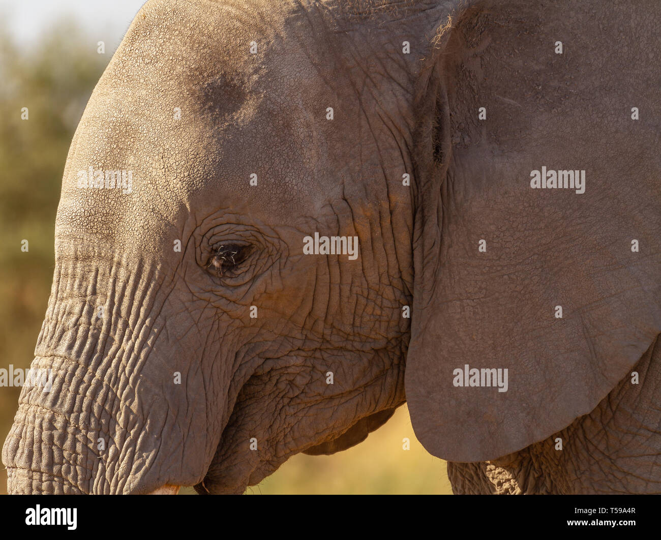 African Elephant Face Profile