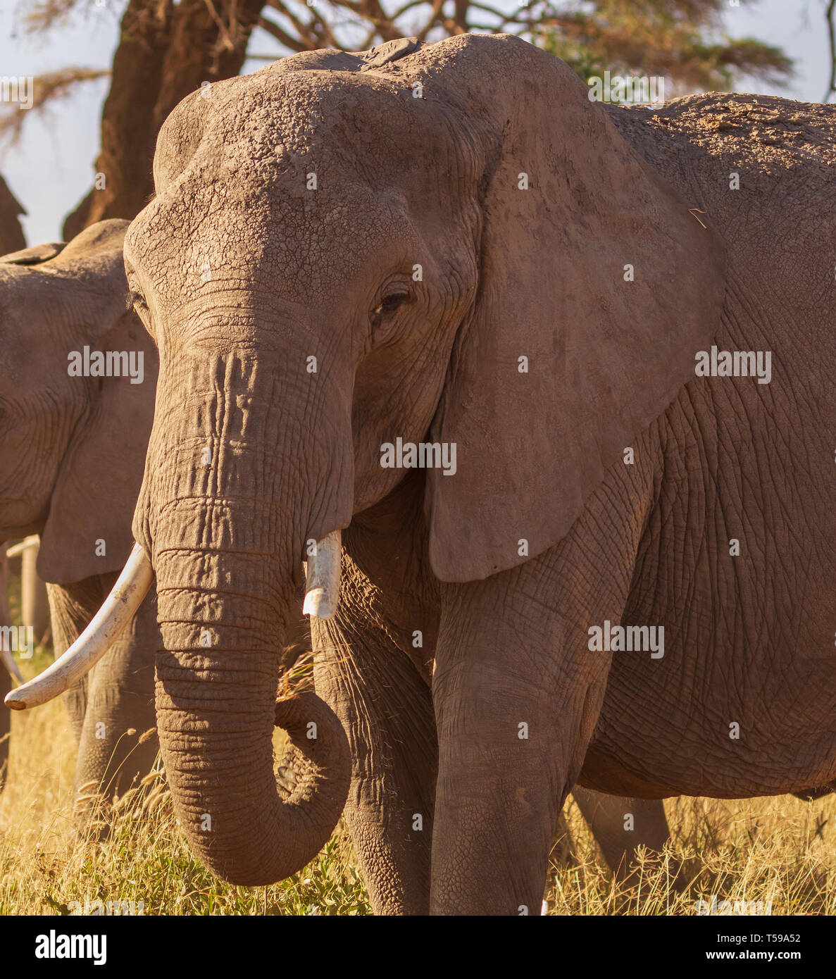 Closeup close-up of elephant head face and trunk showing skin texture ...