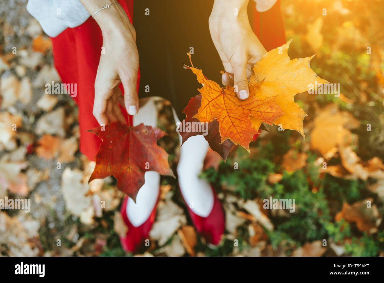 Closeup of girl's hands holding autumn maple tree leaves Stock Photo ...