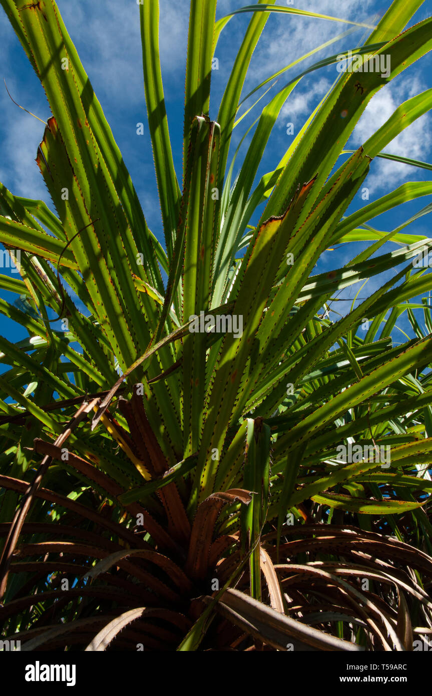 the endemic plant Pandanus multispicatus, Curiese island, Seychelles ...
