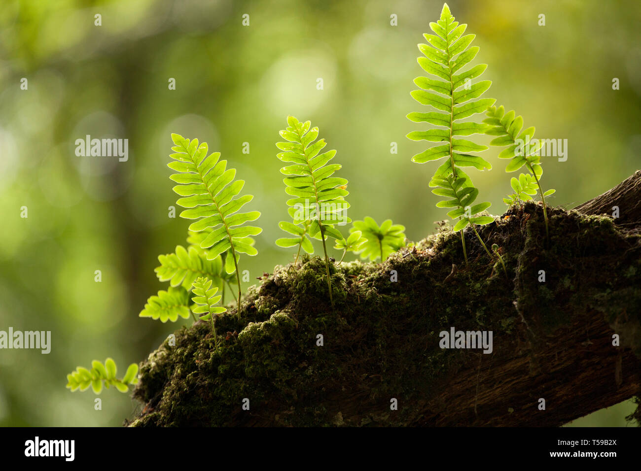 Examples of Polypodium vulgare ferns growing on a tree branch in the ...