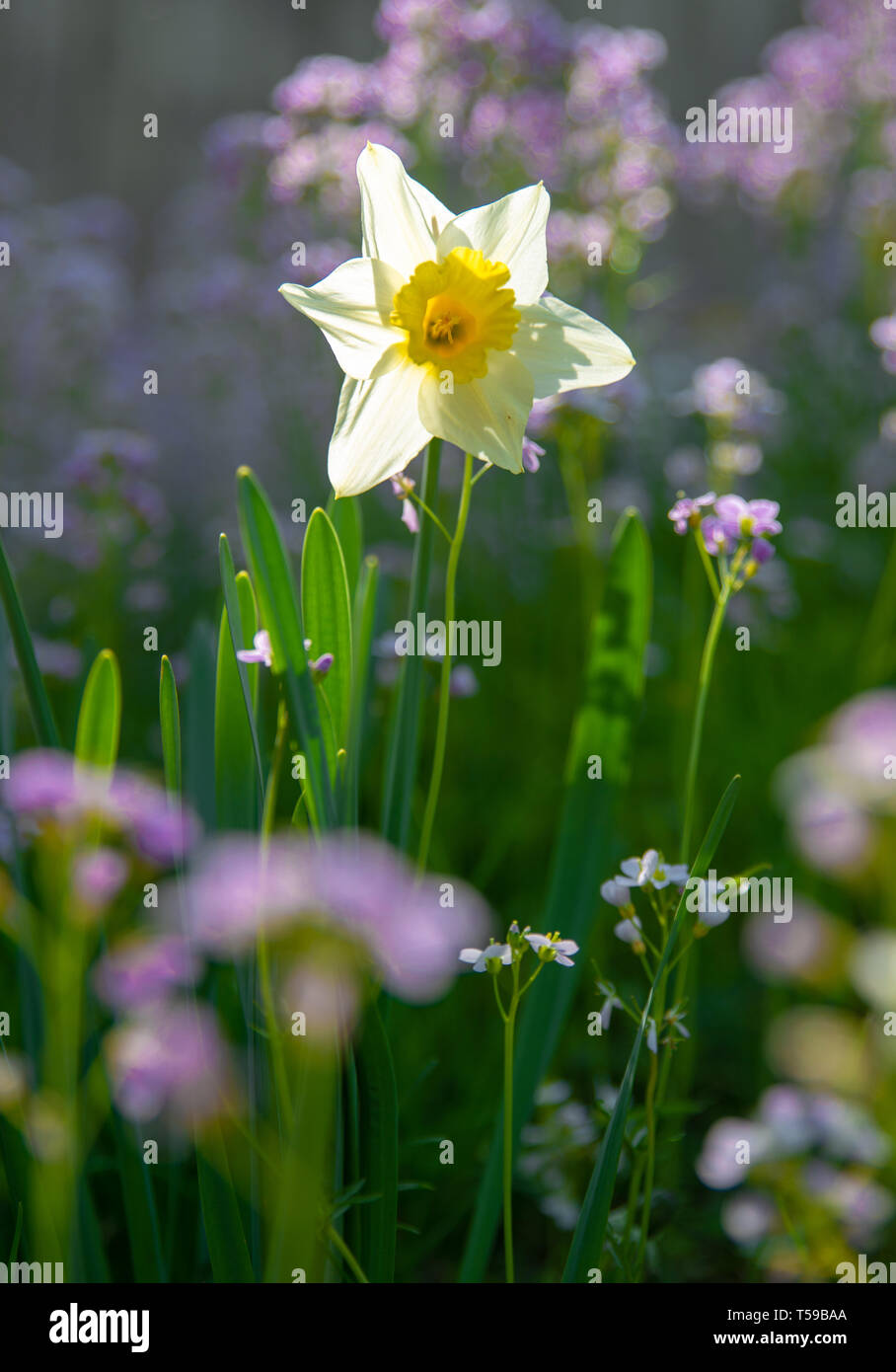 Back lit flower hi-res stock photography and images - Alamy
